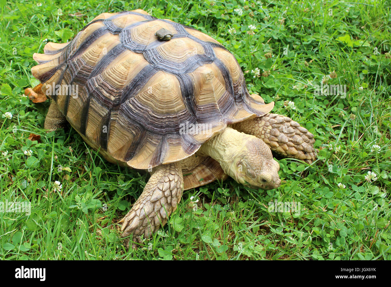 New York, USA. 17th June, 2017. Henry the African spurred tortoise ...