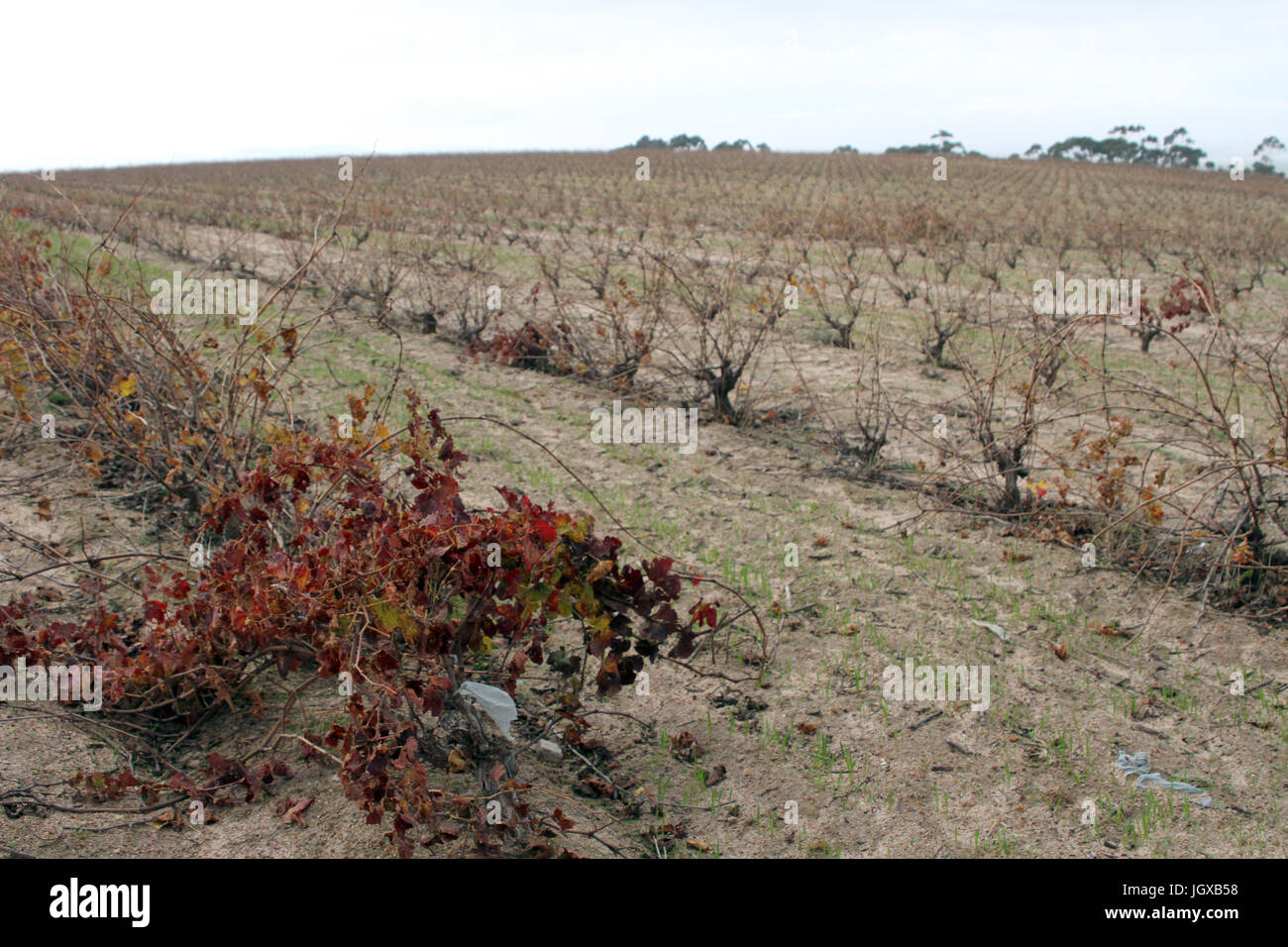 Adi badenhorst hi-res stock photography and images - Alamy