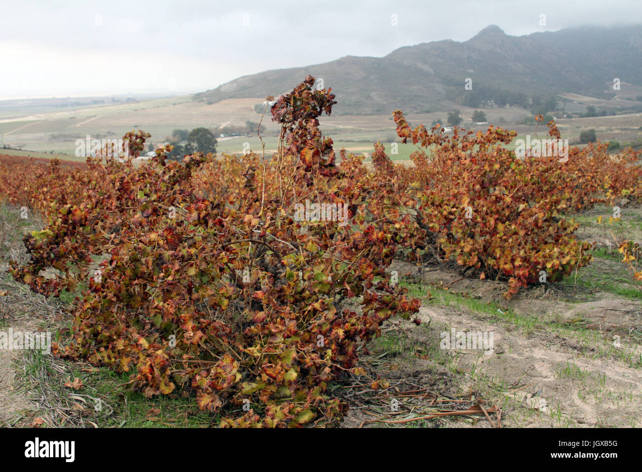 Adi badenhorst hi-res stock photography and images - Alamy