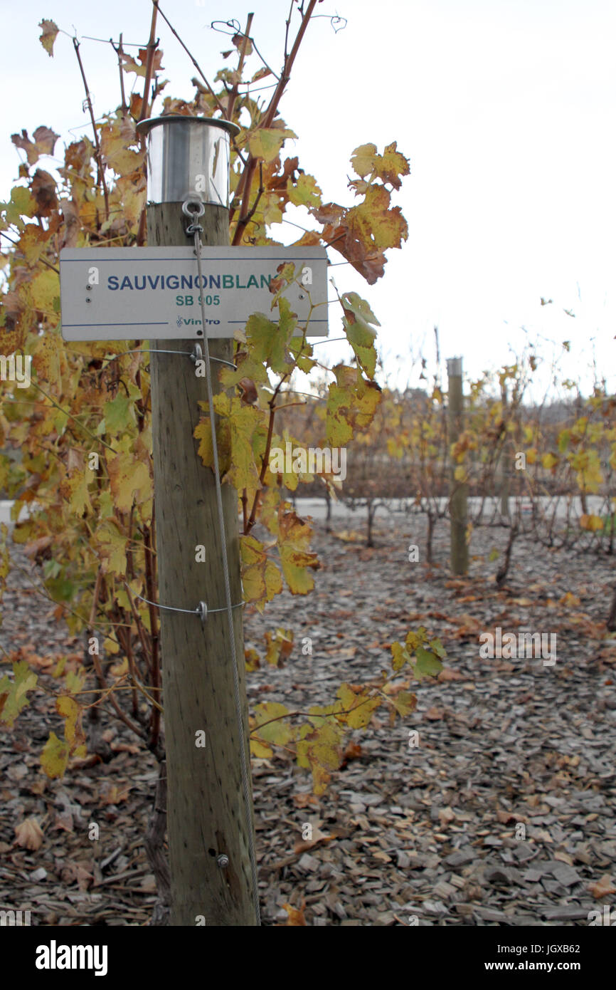 Adi badenhorst hi-res stock photography and images - Alamy