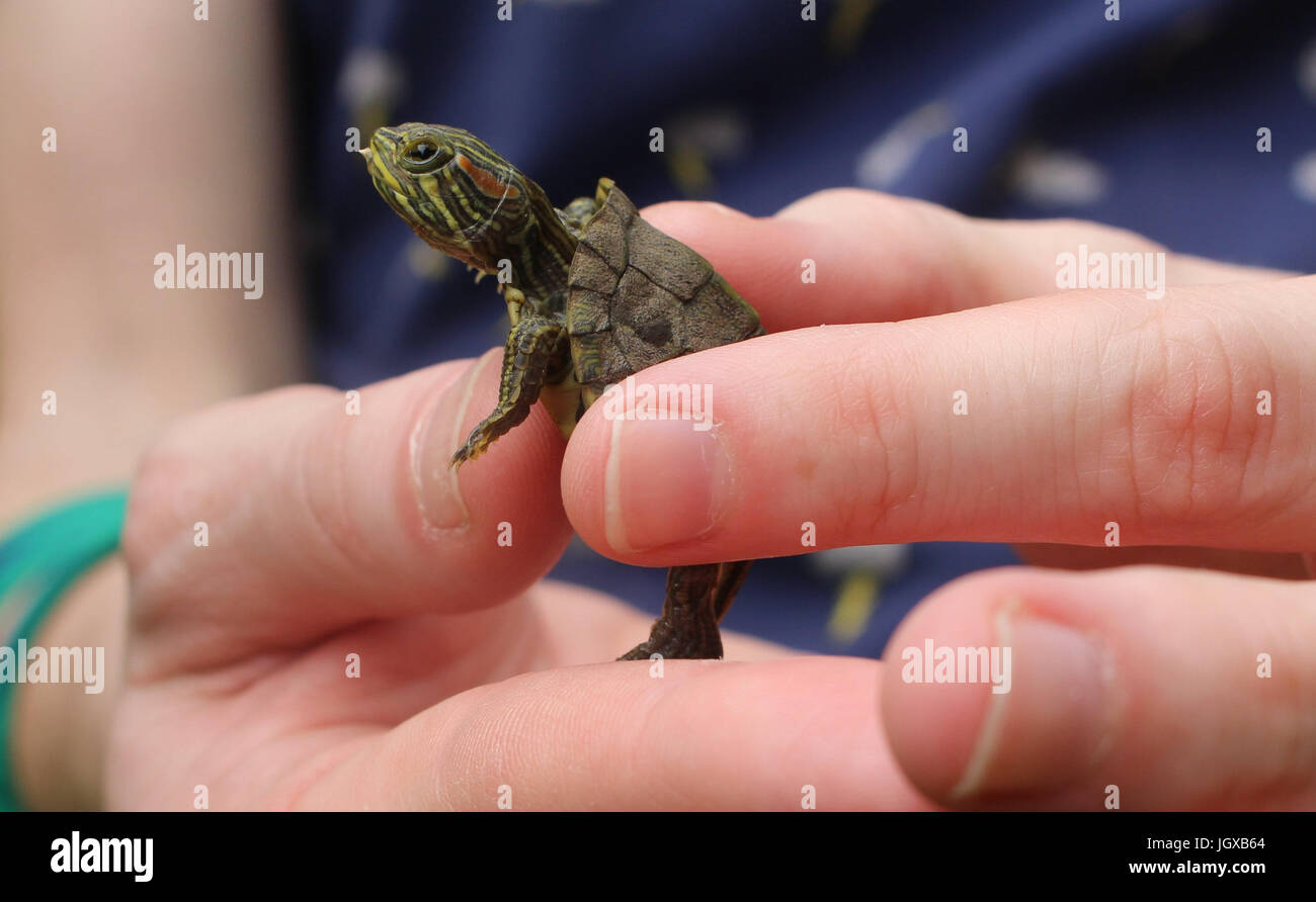 New York, USA. 17th June, 2017. A red-eared slider terrapin in Central ...
