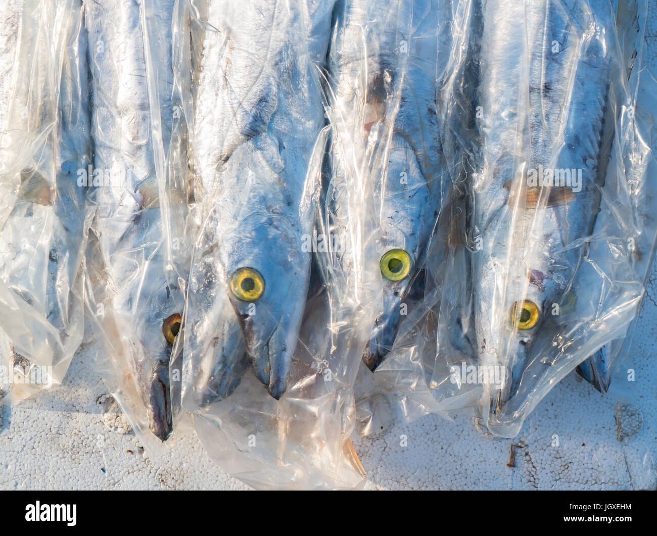 Ribbonfish hi-res stock photography and images - Alamy