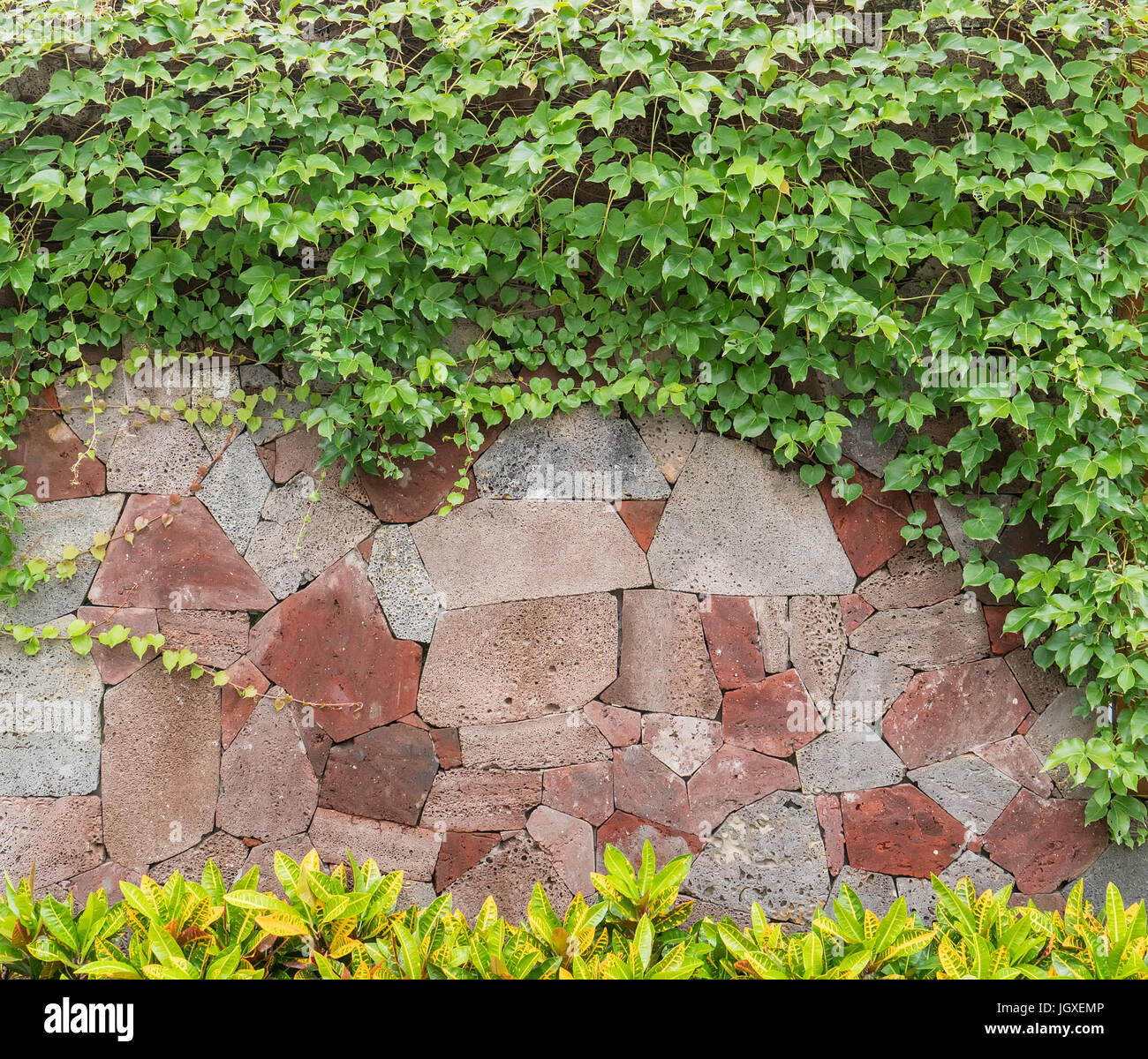ivy leaves isolated on a rock wall background Stock Photo - Alamy