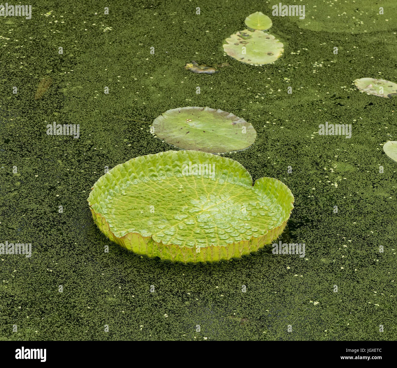 Huge floating lotus,Giant Amazon water lily,Victoria amazonia Stock ...
