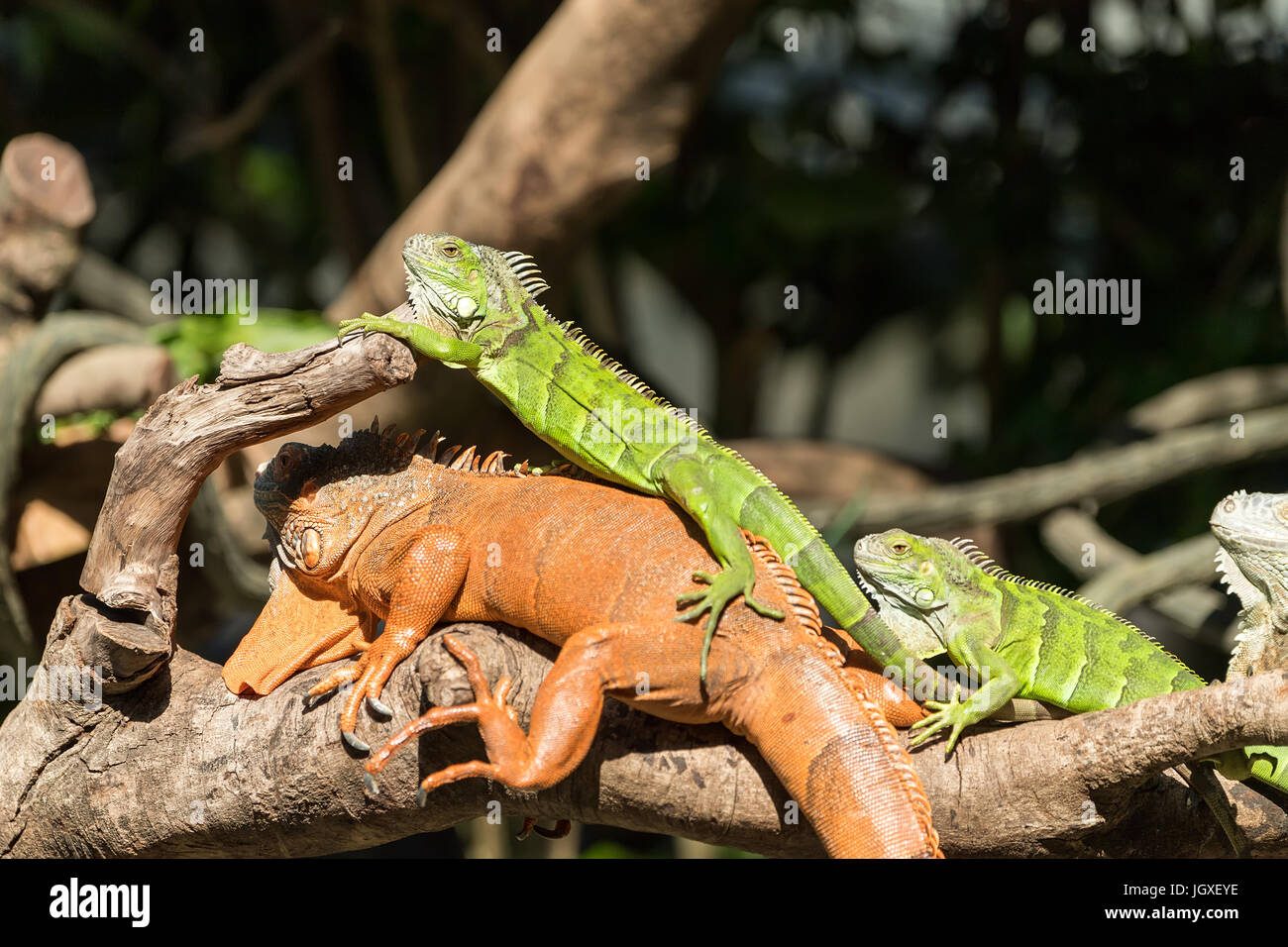 Lizard standing hi-res stock photography and images - Alamy