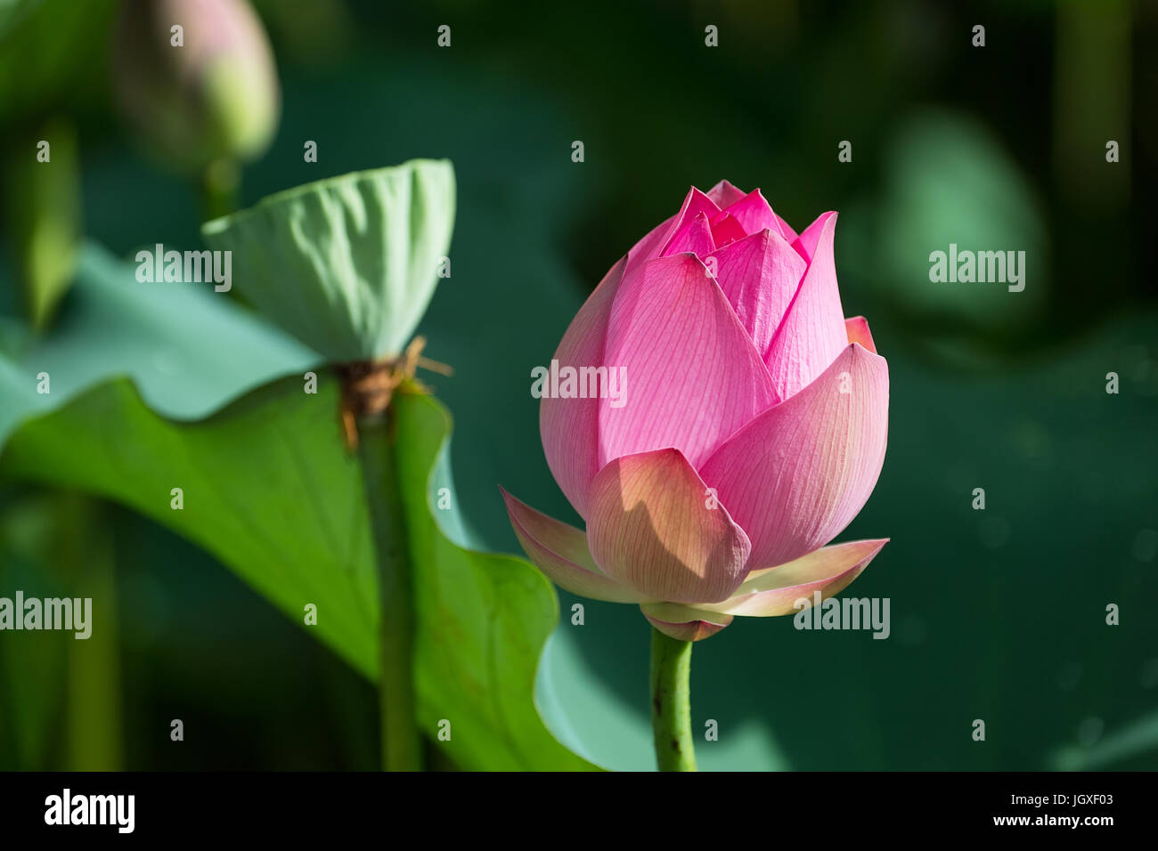 Lotus flower and Lotus flower plants Stock Photo - Alamy