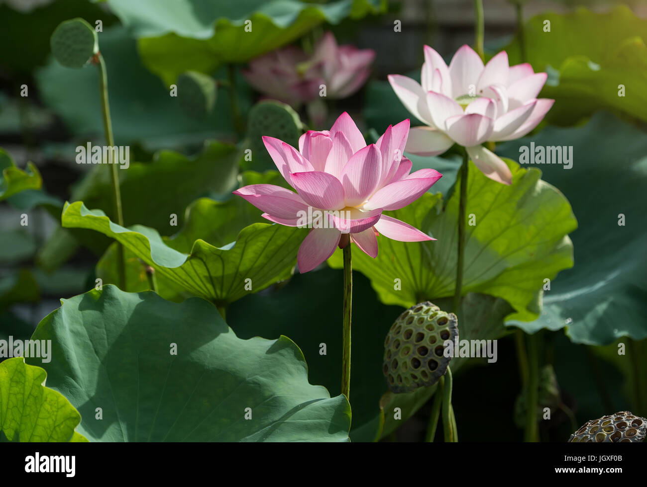 Lotus flower and Lotus flower plants Stock Photo - Alamy