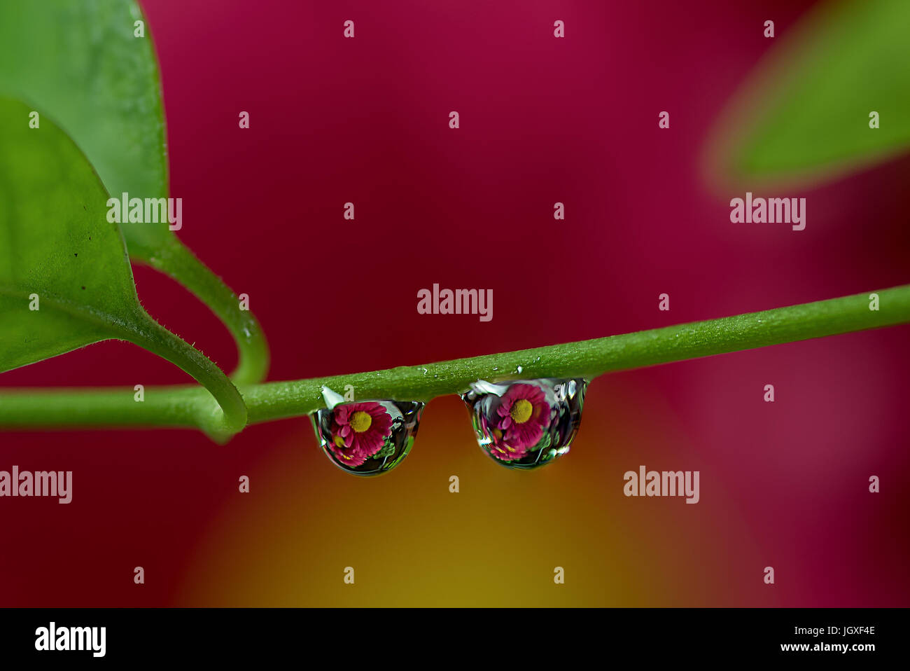 Micro drops of water hanging from a branch and reflecting colorful ...