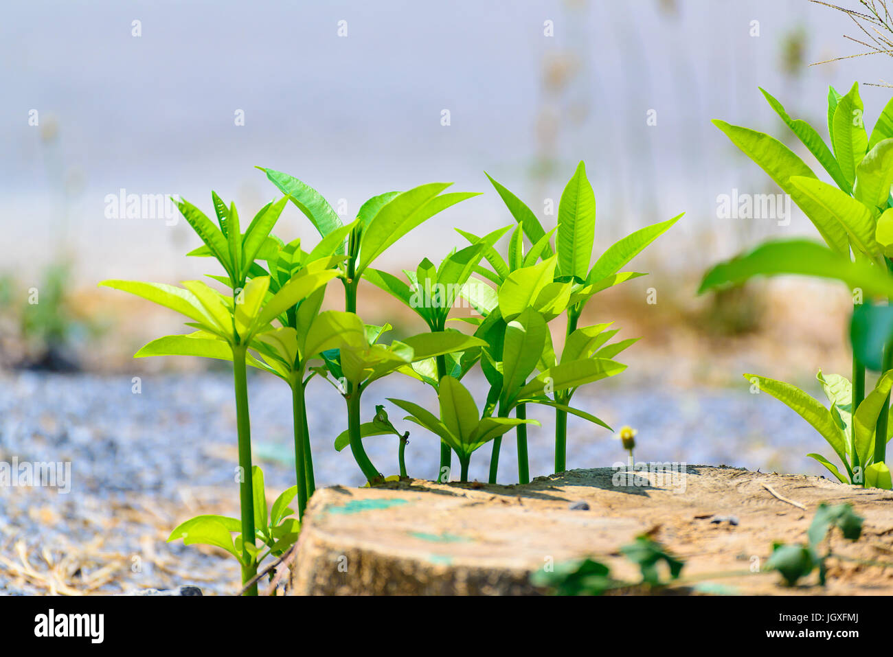 Small green plant growth strong in natural stone ground Stock Photo - Alamy