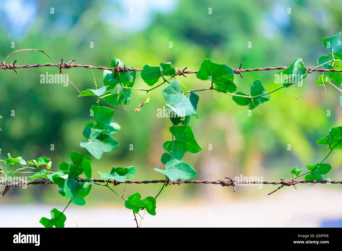 Green plant wrapped on rusty barbed wire with sharply pointed wire ...