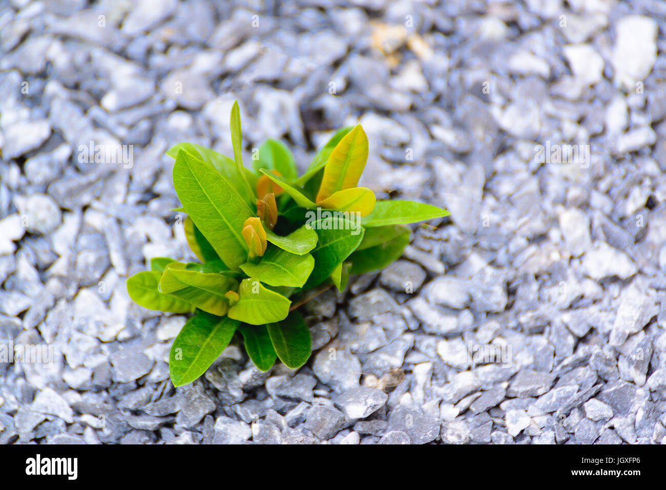 Small green plant growth strong in natural stone ground Stock Photo - Alamy