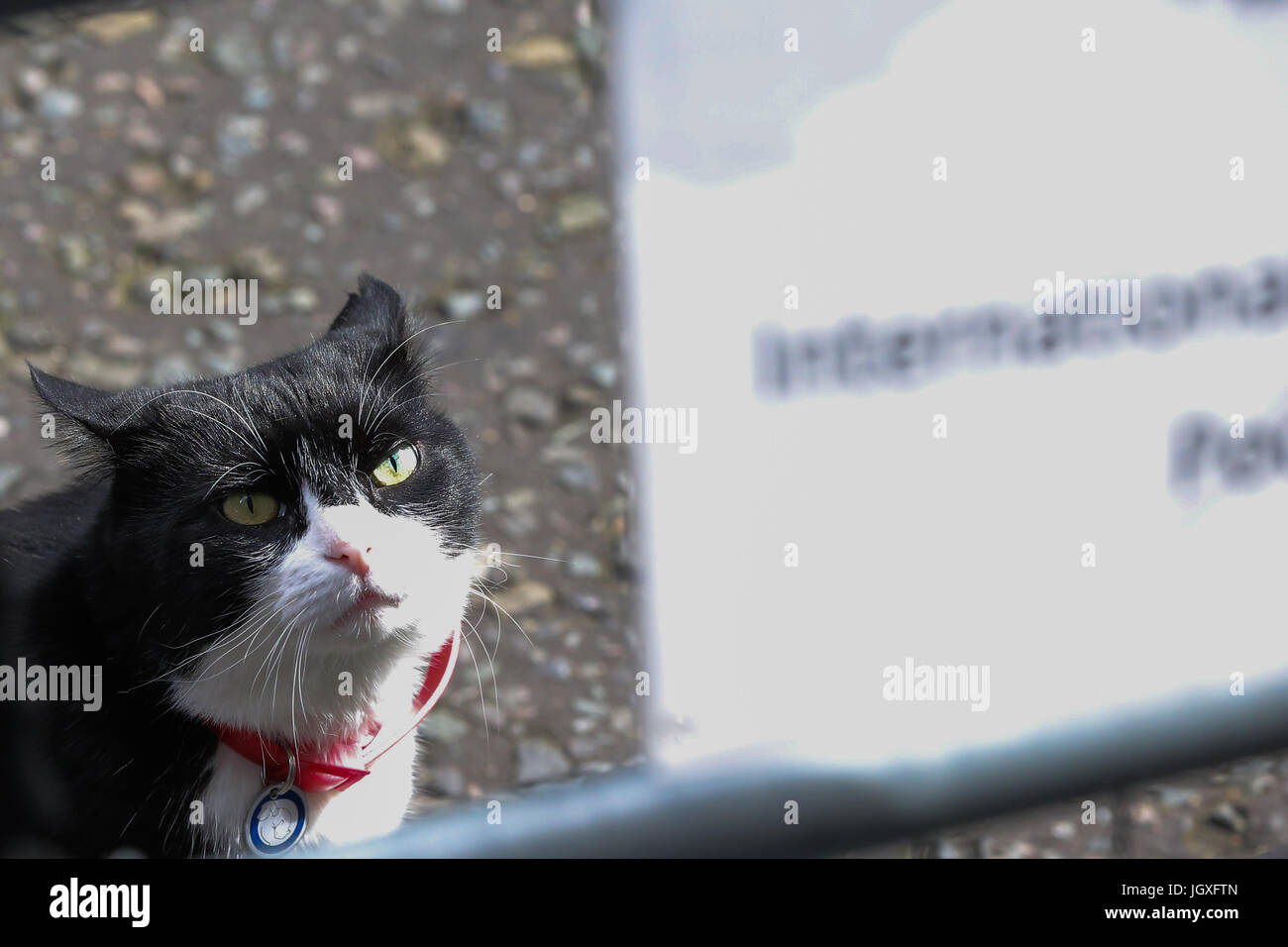 Larry, Chief Mouser and Palmerston, the Foreign Office cat on patrol in ...