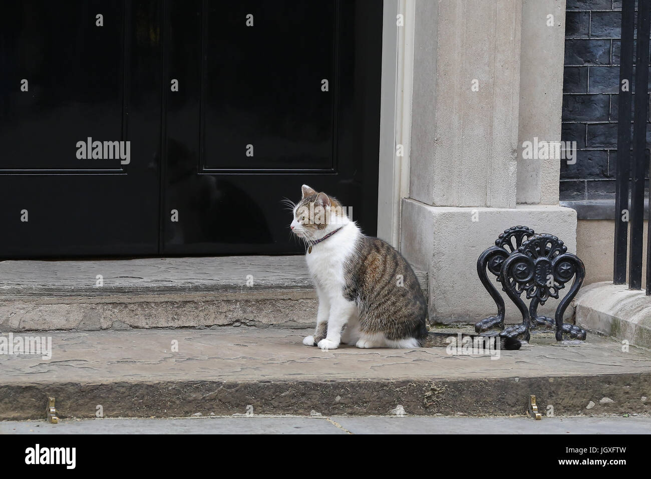 Larry, Chief Mouser and Palmerston, the Foreign Office cat on patrol in ...