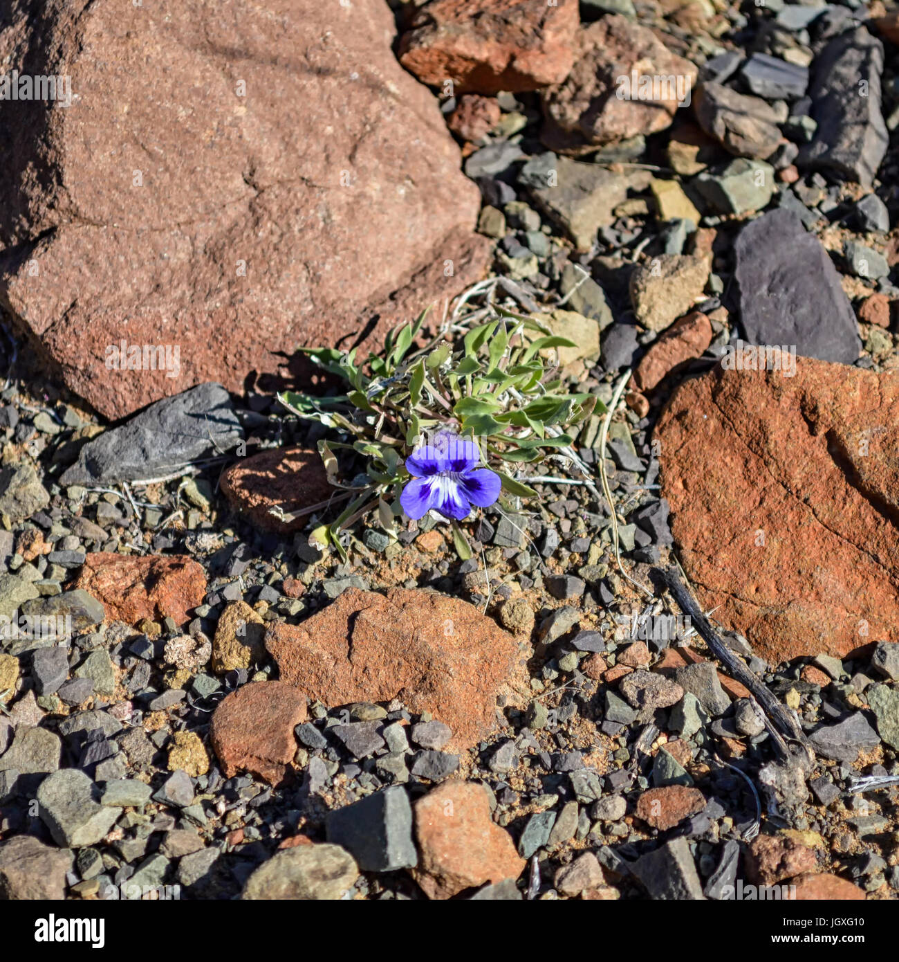 Savanna wildflowers hi-res stock photography and images - Alamy