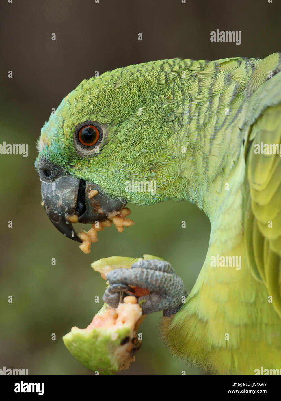 Guava animal hi-res stock photography and images - Alamy