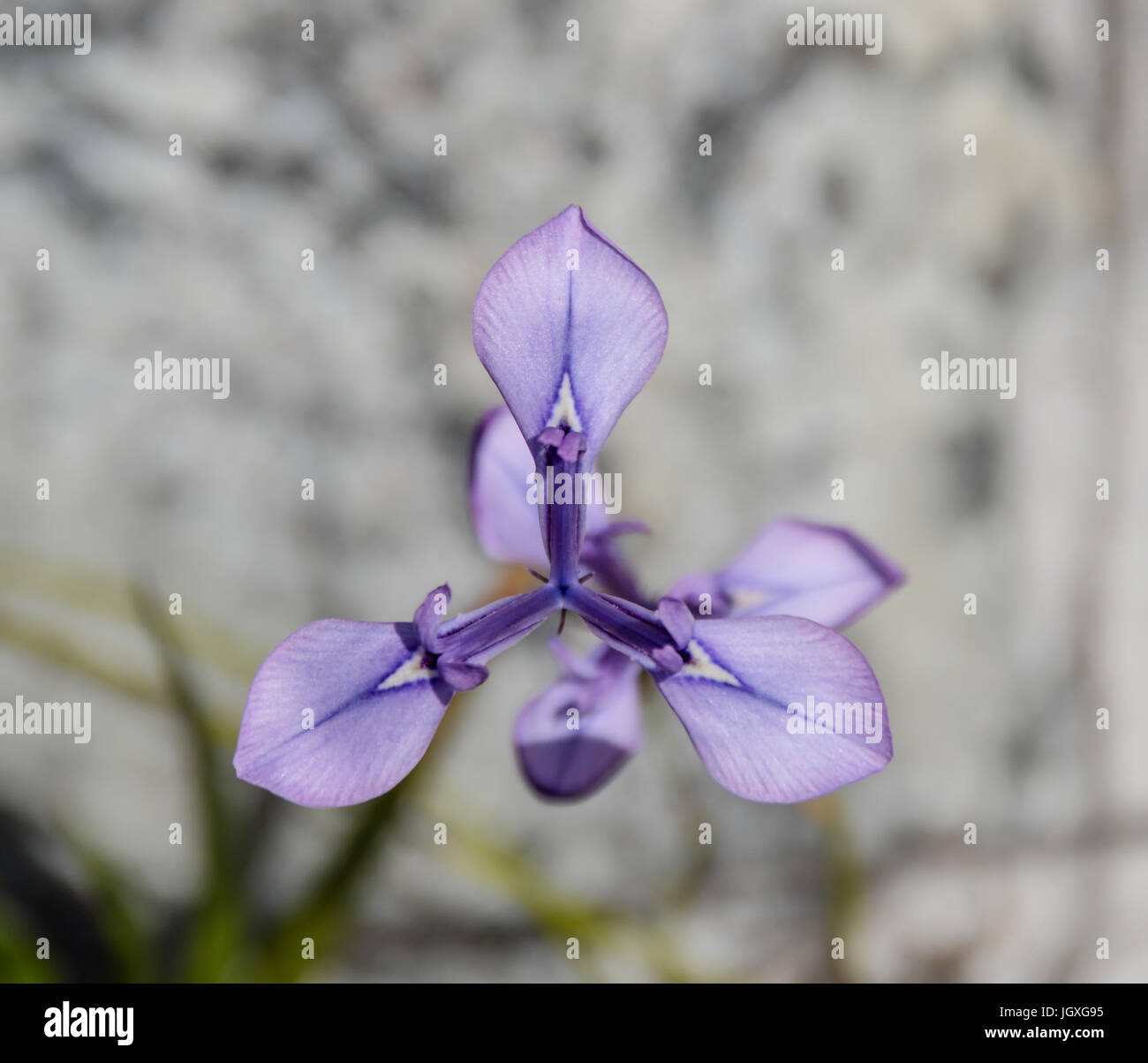 Moraea tripelata flower in the Southern Cape, South Africa Stock Photo ...