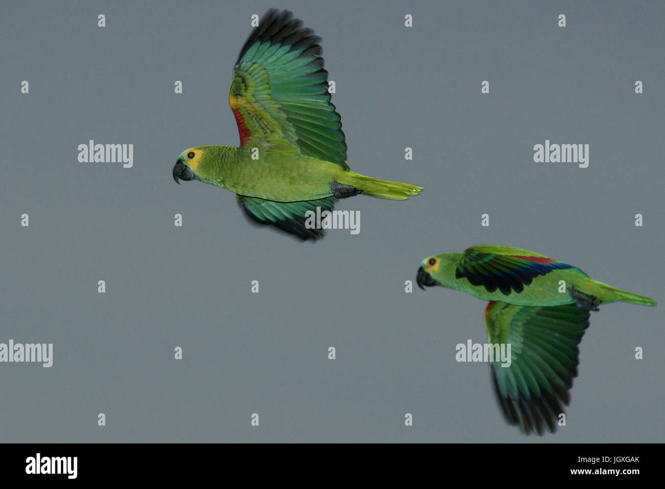 Amazon Parrot Flying