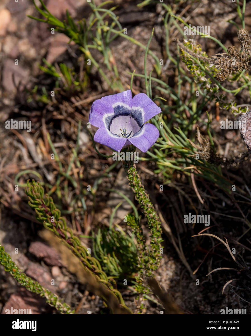 Roella ciliata hi-res stock photography and images - Alamy