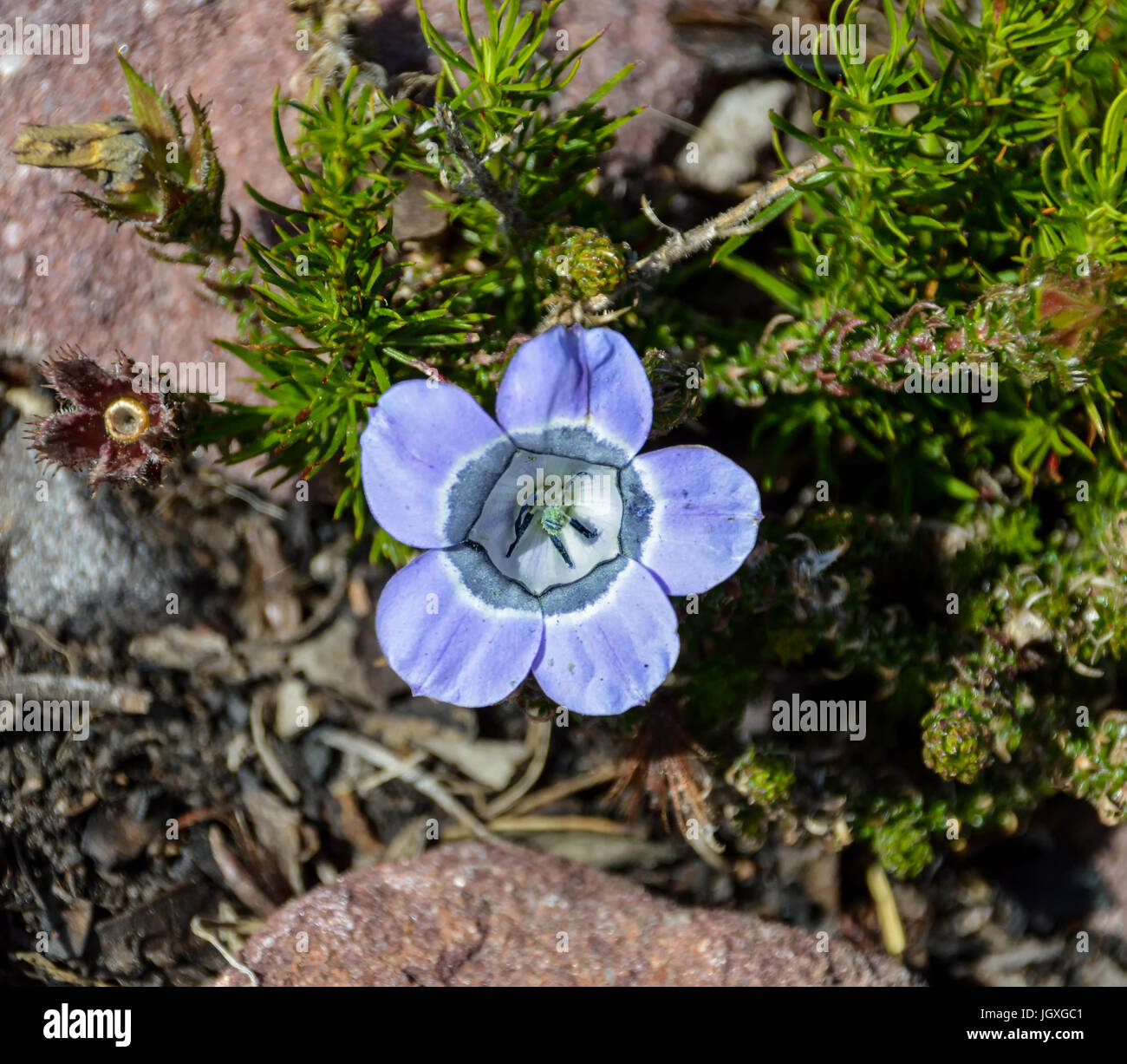 Roella ciliata flower in the Southern Cape, South Africa Stock Photo ...