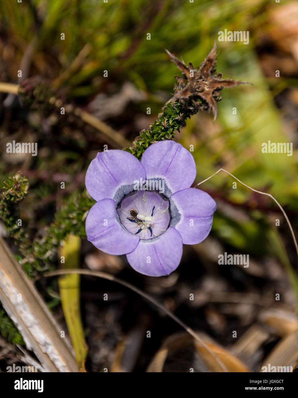 Roella ciliata flower in the Southern Cape, South Africa Stock Photo ...