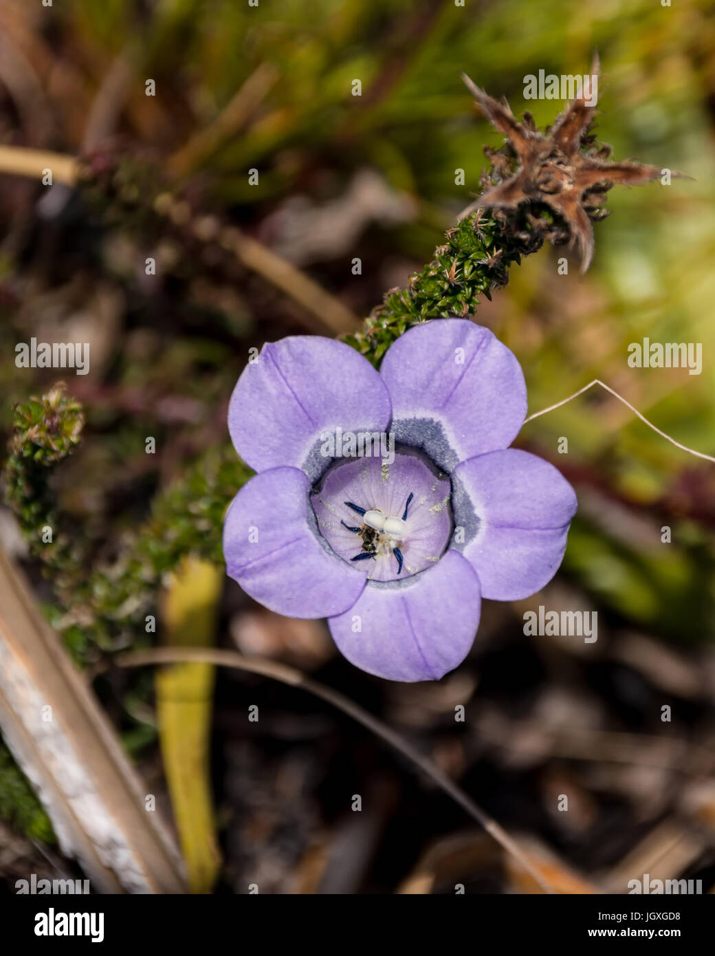 Roella ciliata flower in the Southern Cape, South Africa Stock Photo ...