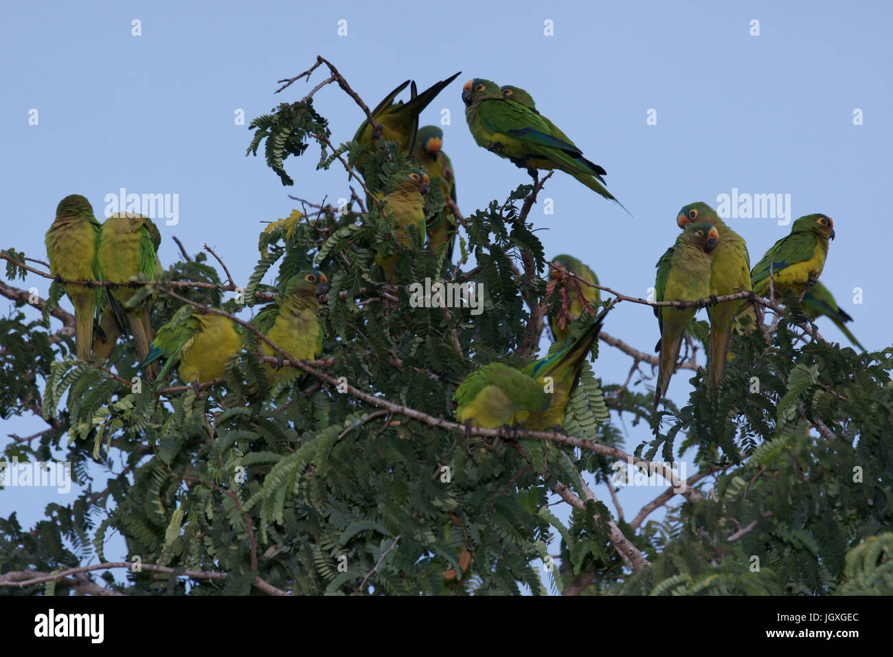 Bird, Jandaia-coquinho, Pantanal, Mato Grosso do Sul, Brazil Stock ...