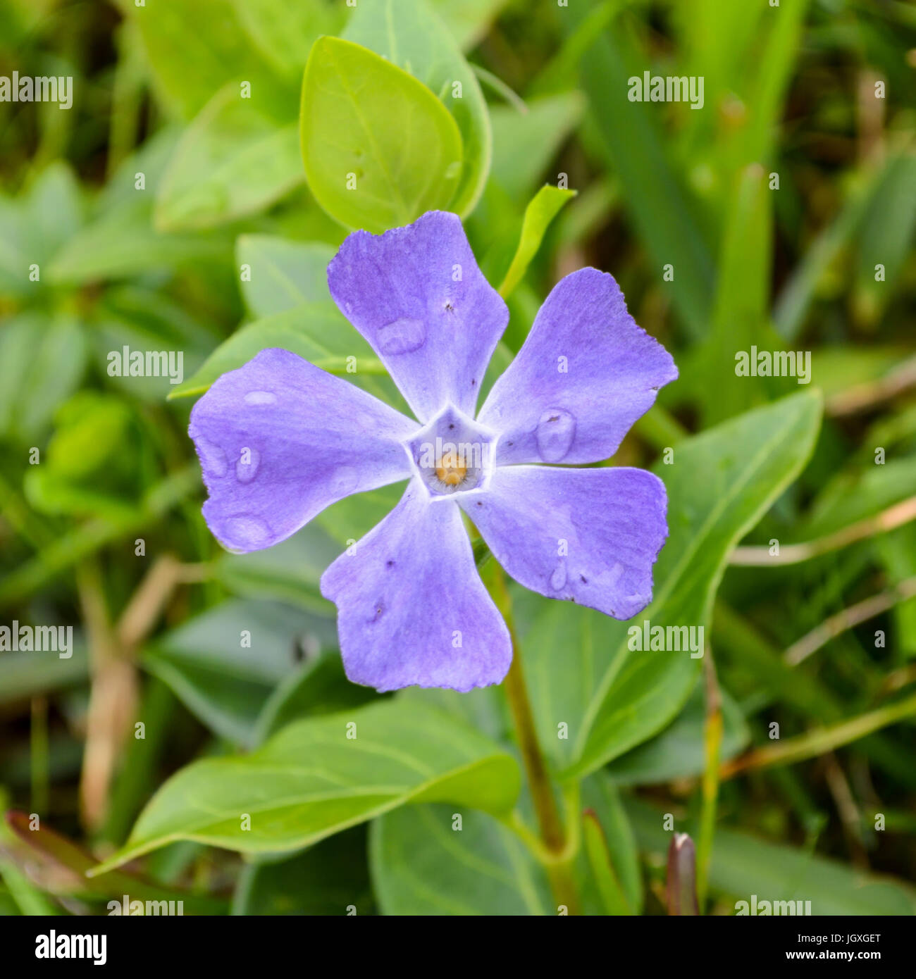 A Vinca major flower Stock Photo - Alamy
