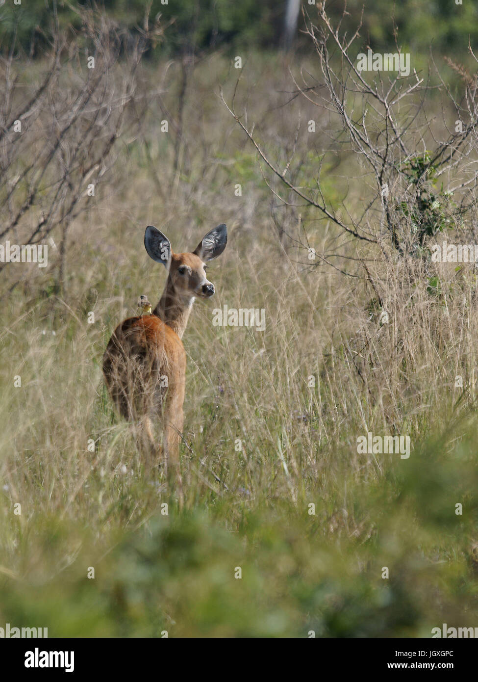 Animal, Deer-pity-swampland, Pantanal, Mato Grosso do Sul, Brazil Stock ...