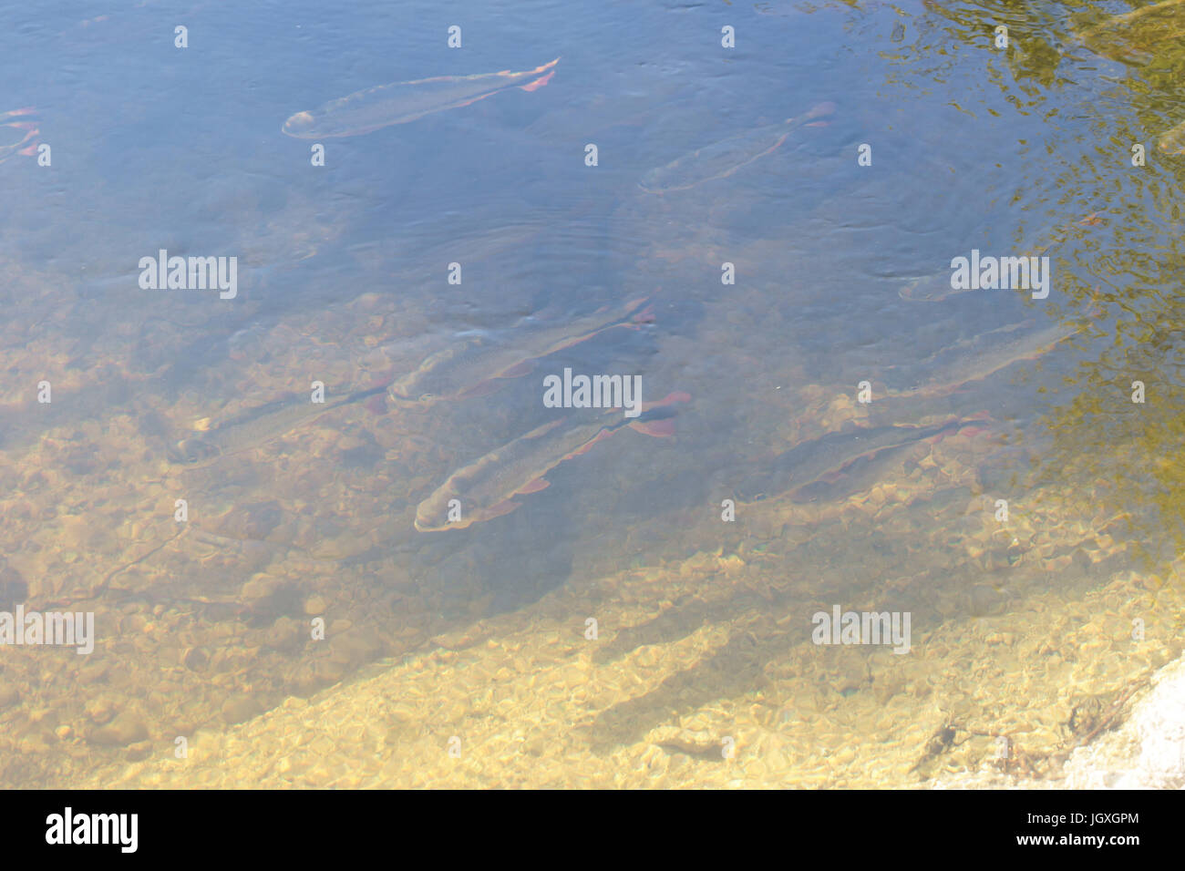 Piraputanga fish brycon hilarii hi-res stock photography and images - Alamy