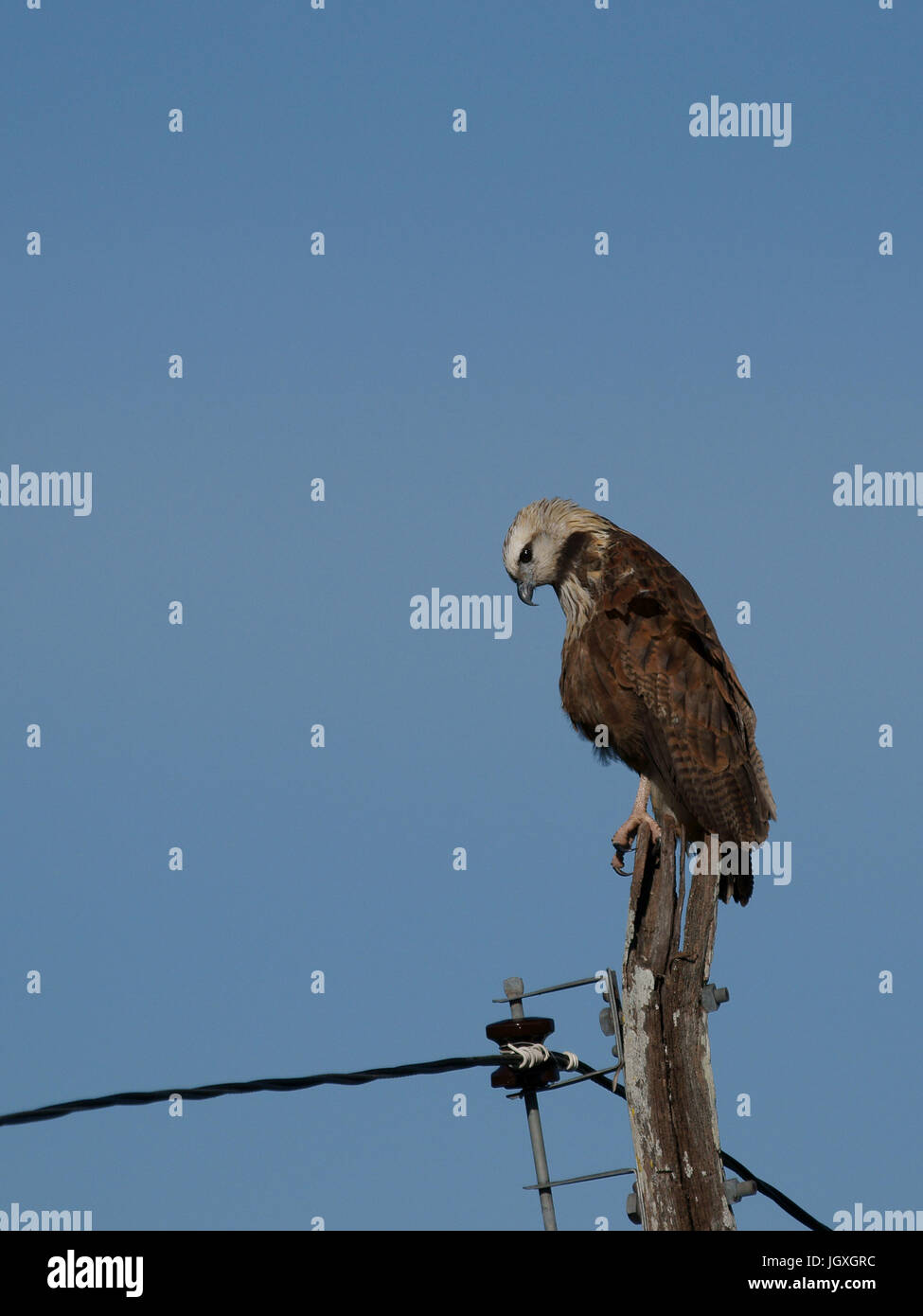 Bird of prey, Hawk-beautiful, Pantanal, Mato Grosso do Sul, Brazil ...