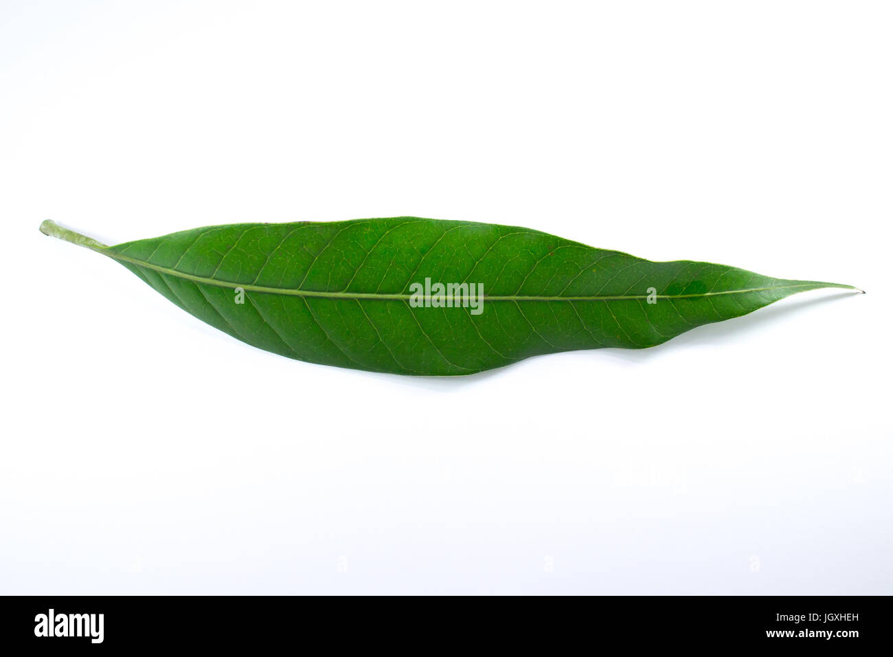 Close up leaf of mango tree isolated on white background Stock Photo ...