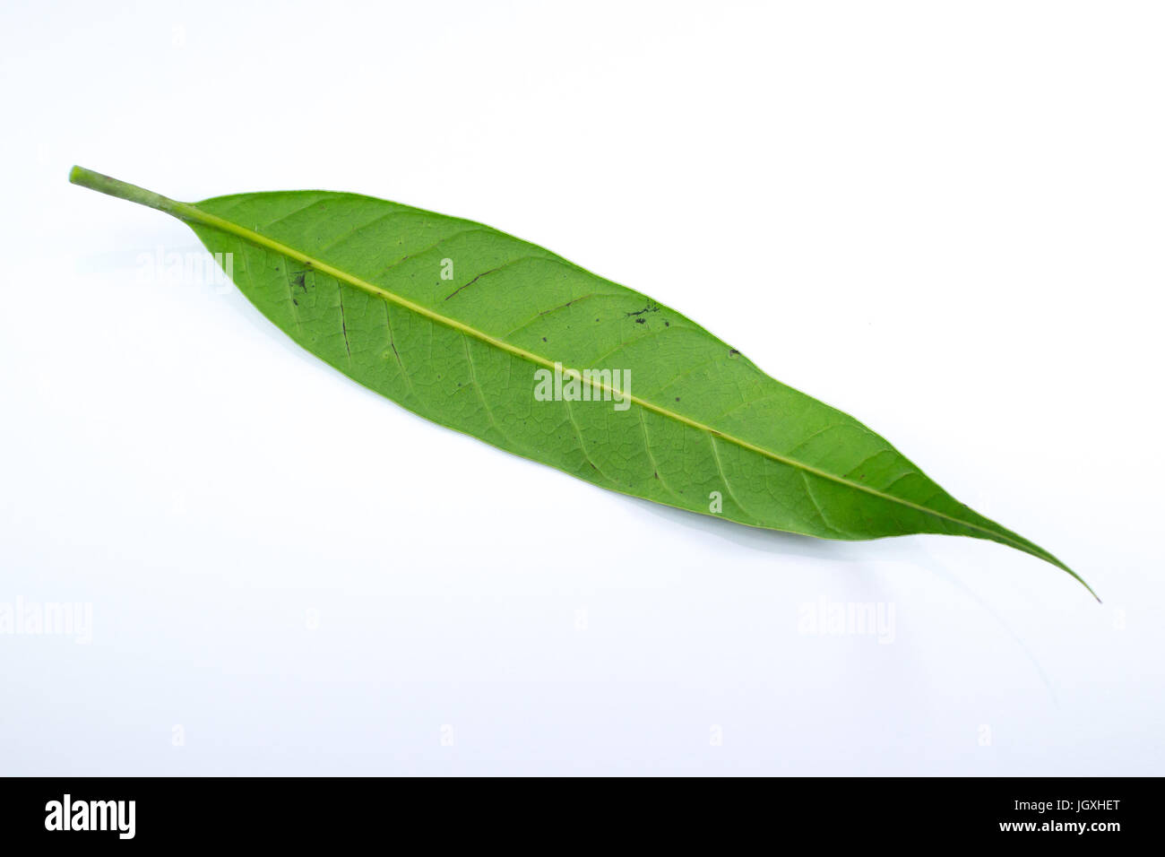 Close up leaf of mango tree isolated on white background Stock Photo ...