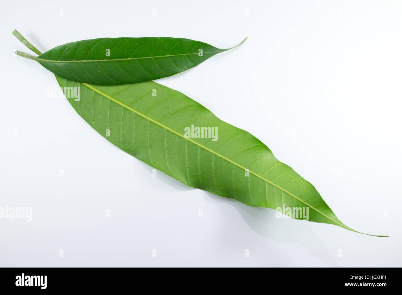 Close up leaf of mango tree isolated on white background Stock Photo ...