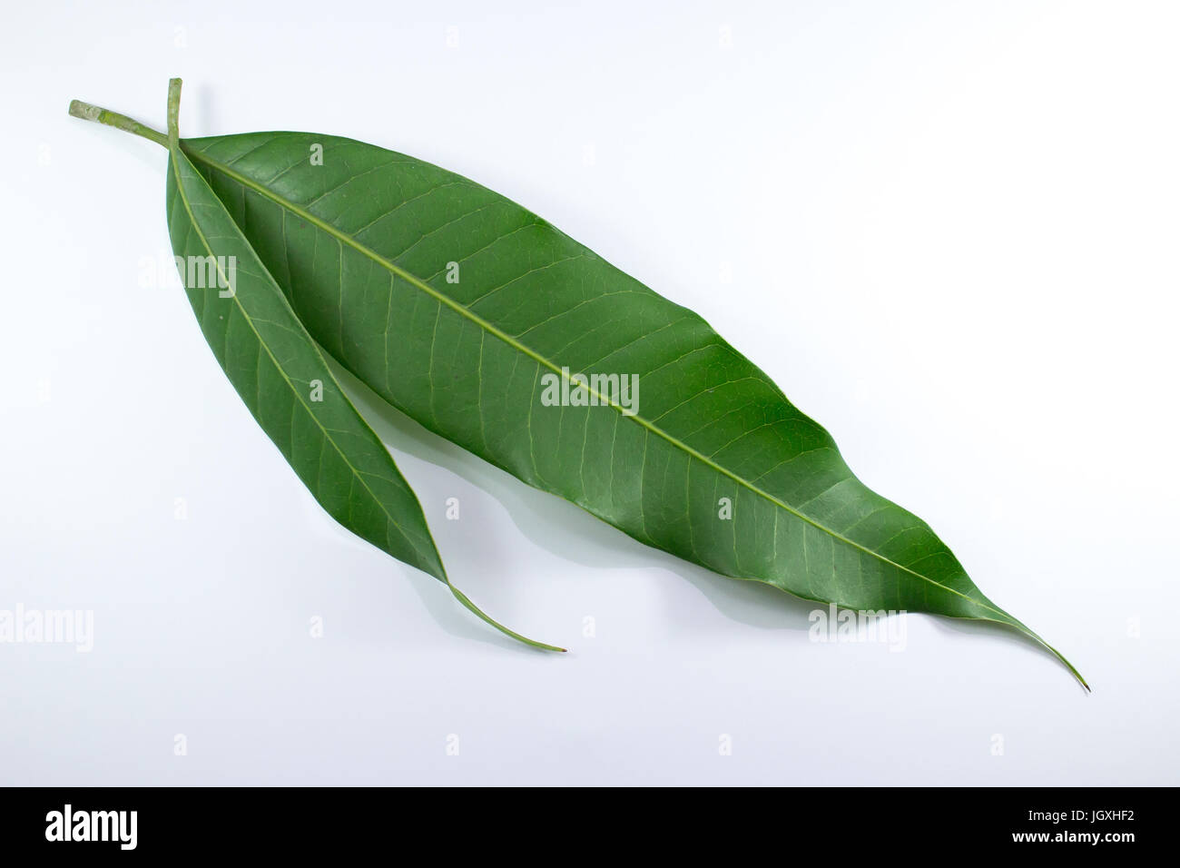 Close up leaf of mango tree isolated on white background Stock Photo ...