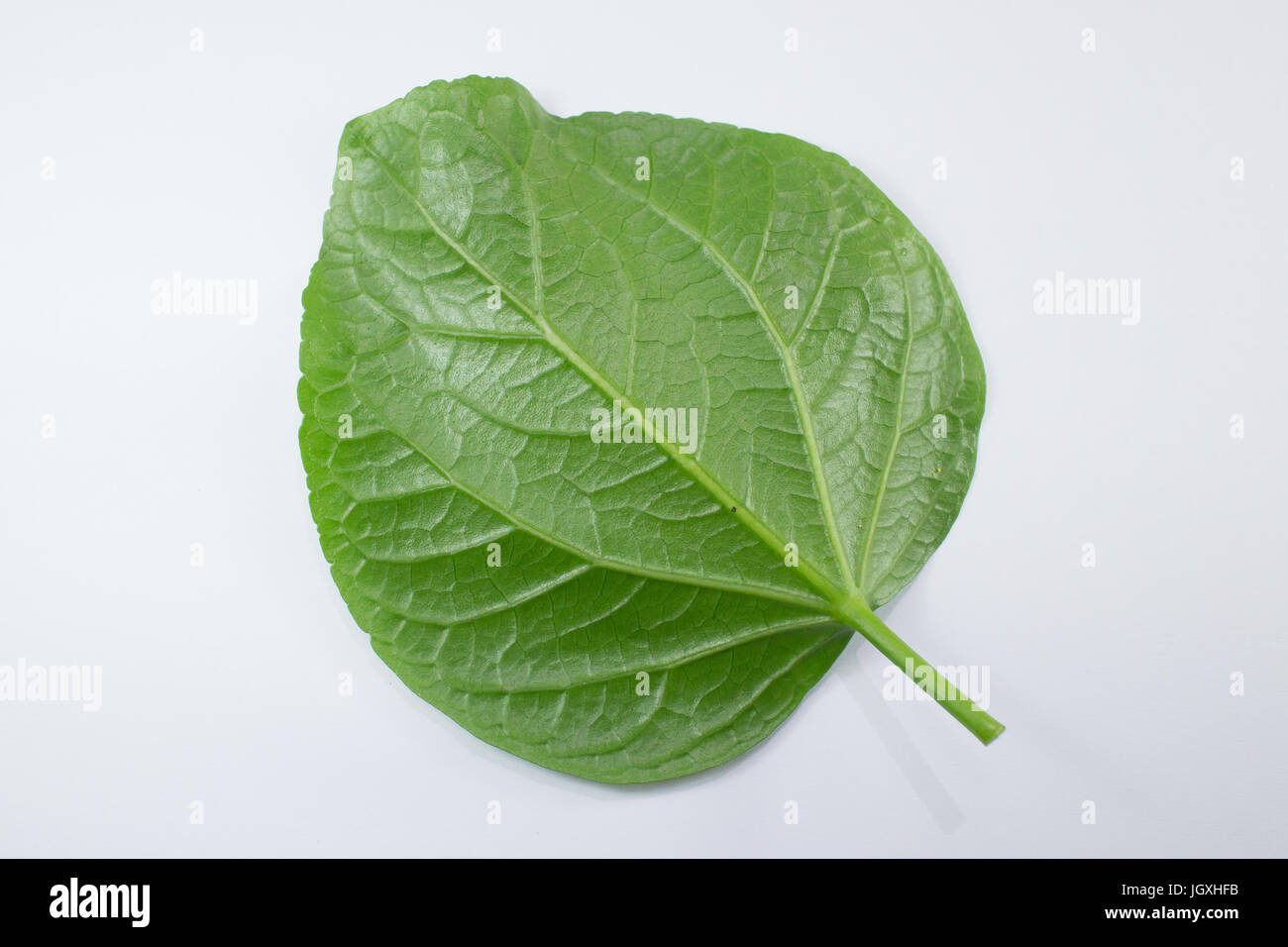 Close up Leaf of Chinese hibiscus flower isolated Stock Photo - Alamy
