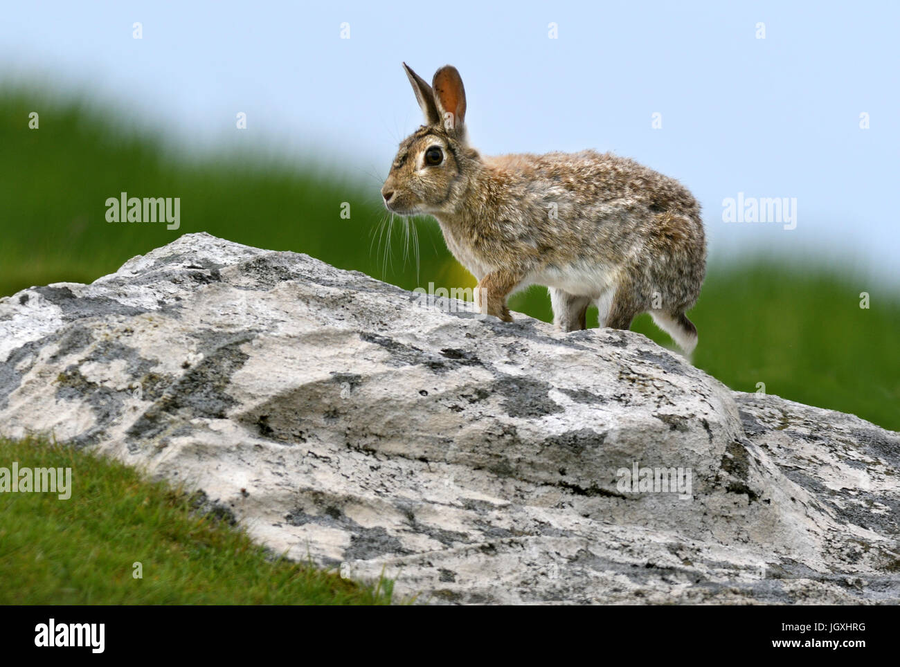 rabbit;oryctolagus cuniculus;jumping on to rock;north uist;scotland ...