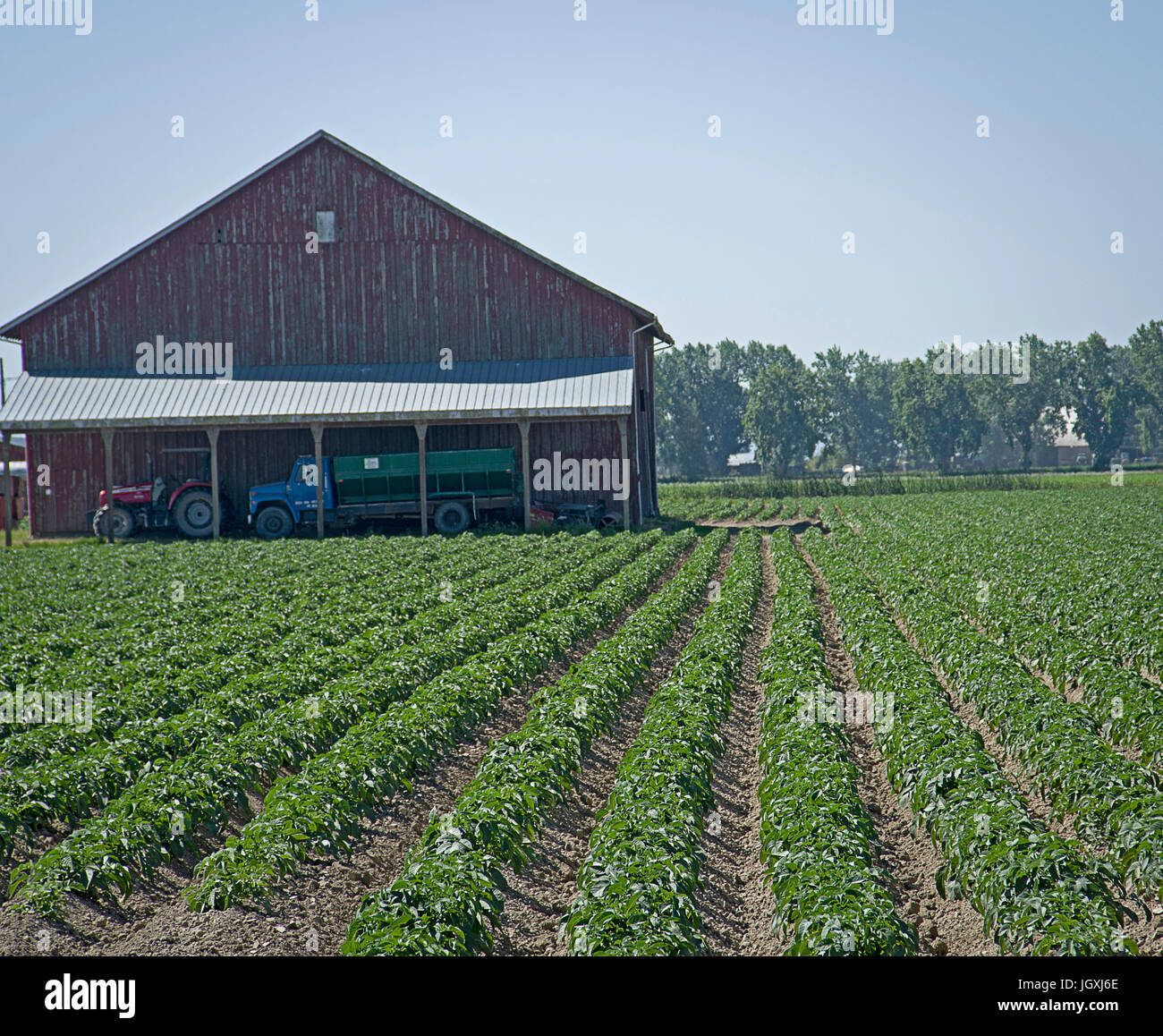 Potato farm hi-res stock photography and images - Alamy