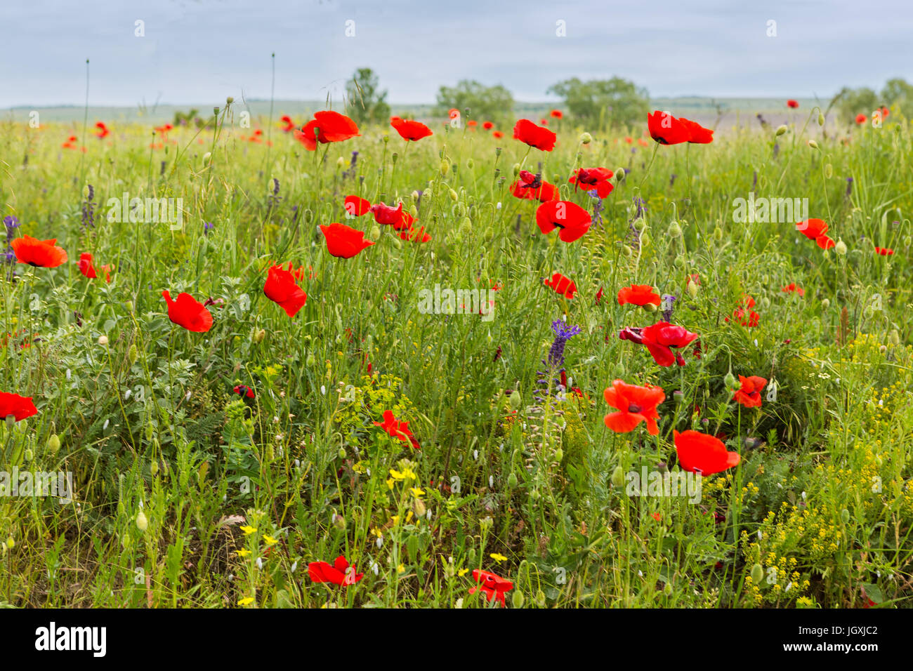 Bushes of a blossoming poppy in the sunlight Stock Photo - Alamy