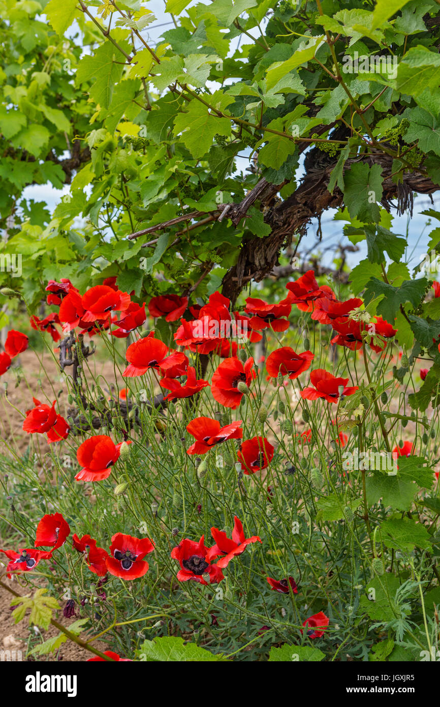 Blooming poppy flowers in a green vineyard Stock Photo - Alamy