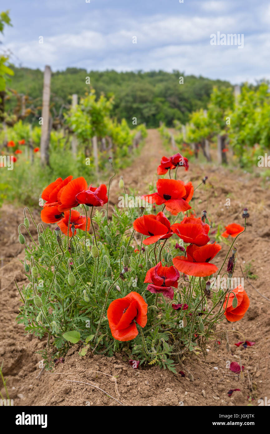Blooming poppy flowers in a green vineyard Stock Photo - Alamy