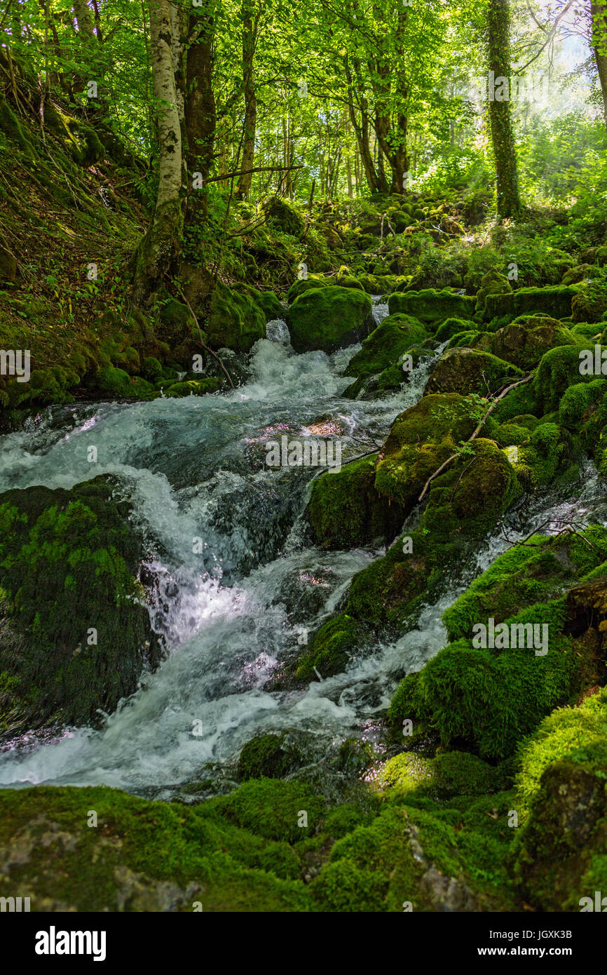 Mountain river in the forests of Montenegro Stock Photo - Alamy