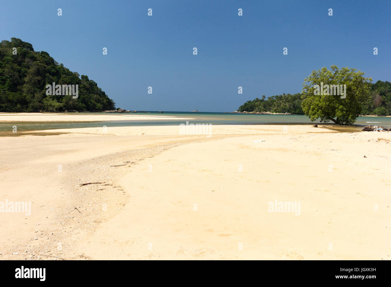 Mangrove tree on the white sand beach at Layan, Bang Tao Bay, Phuket ...