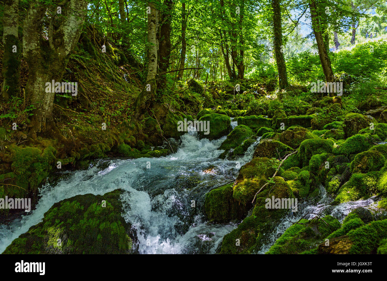 Mountain river in the forests of Montenegro Stock Photo - Alamy