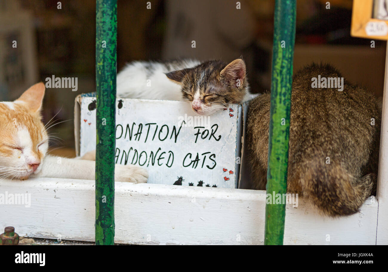 Help and charity for stray cats and kittens Stock Photo - Alamy