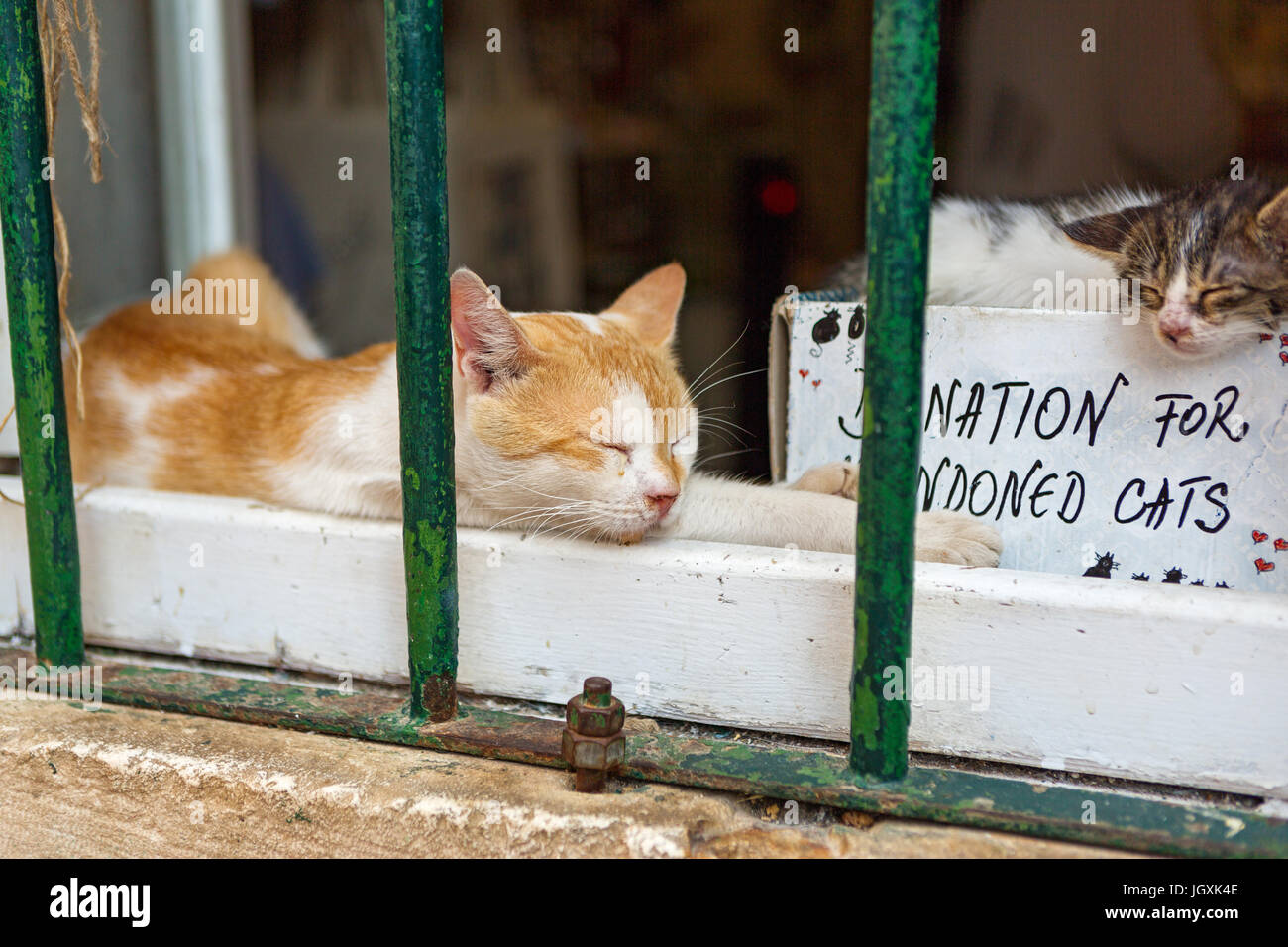 Help and charity for stray cats and kittens Stock Photo - Alamy