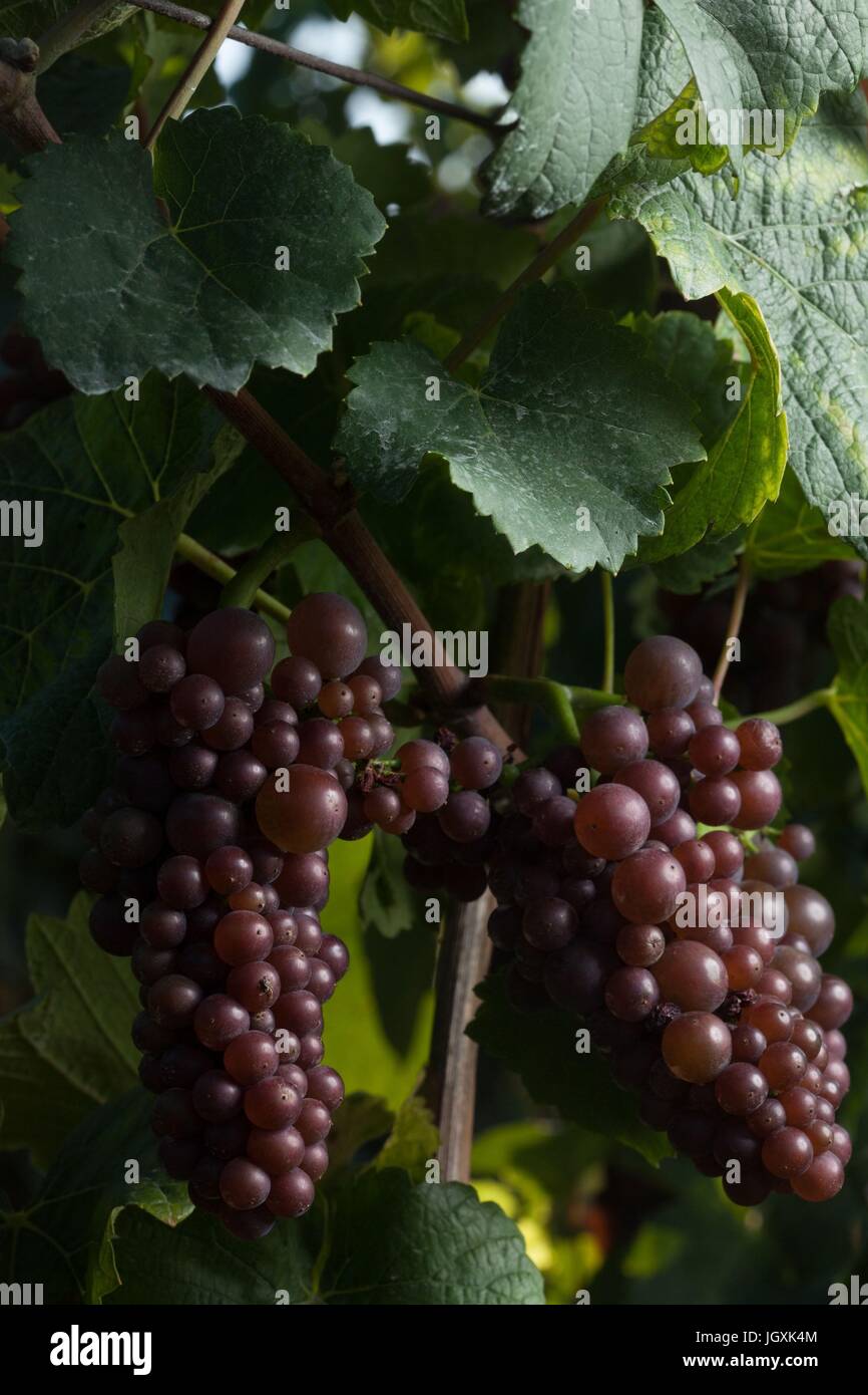 BUNCHES OF GRAPES,TOKAY PINOT GRIGIO Stock Photo - Alamy
