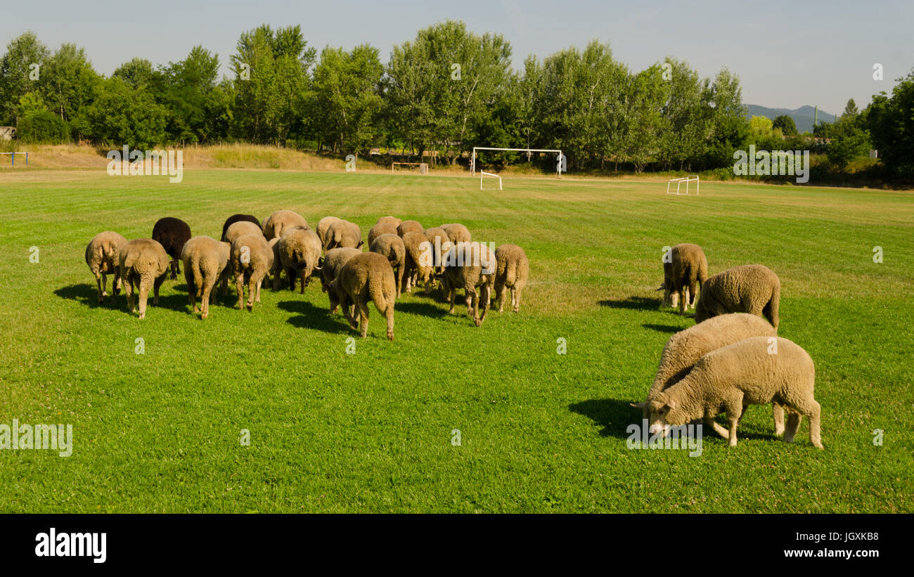 summer scene of sheep eating grass in football field Stock Photo - Alamy