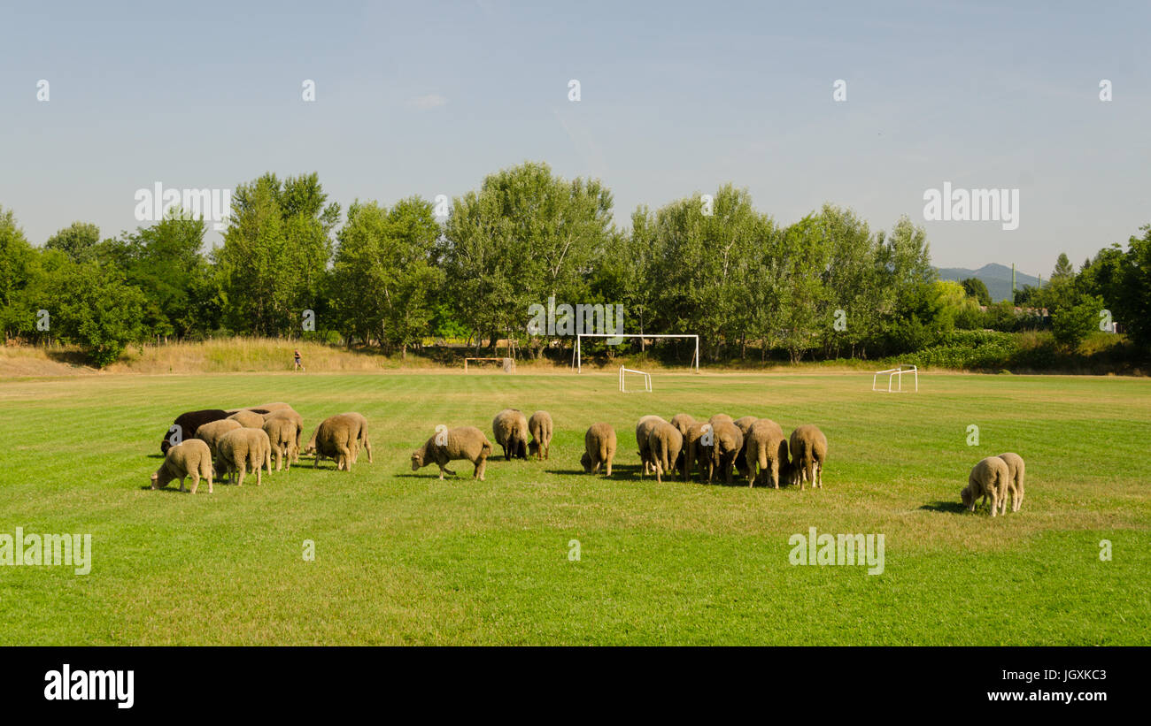 summer scene of sheep eating grass in football field Stock Photo - Alamy