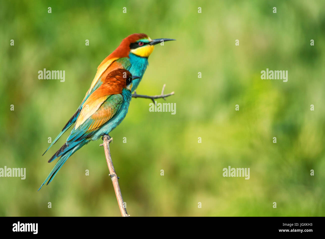 Pair of exotic colorful tropical birds bee-eaters Stock Photo - Alamy