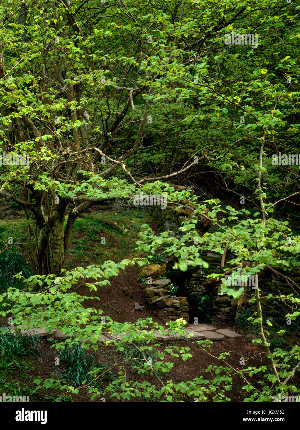 St Issui's healing well in Hazel woodland on the hillside above the ...